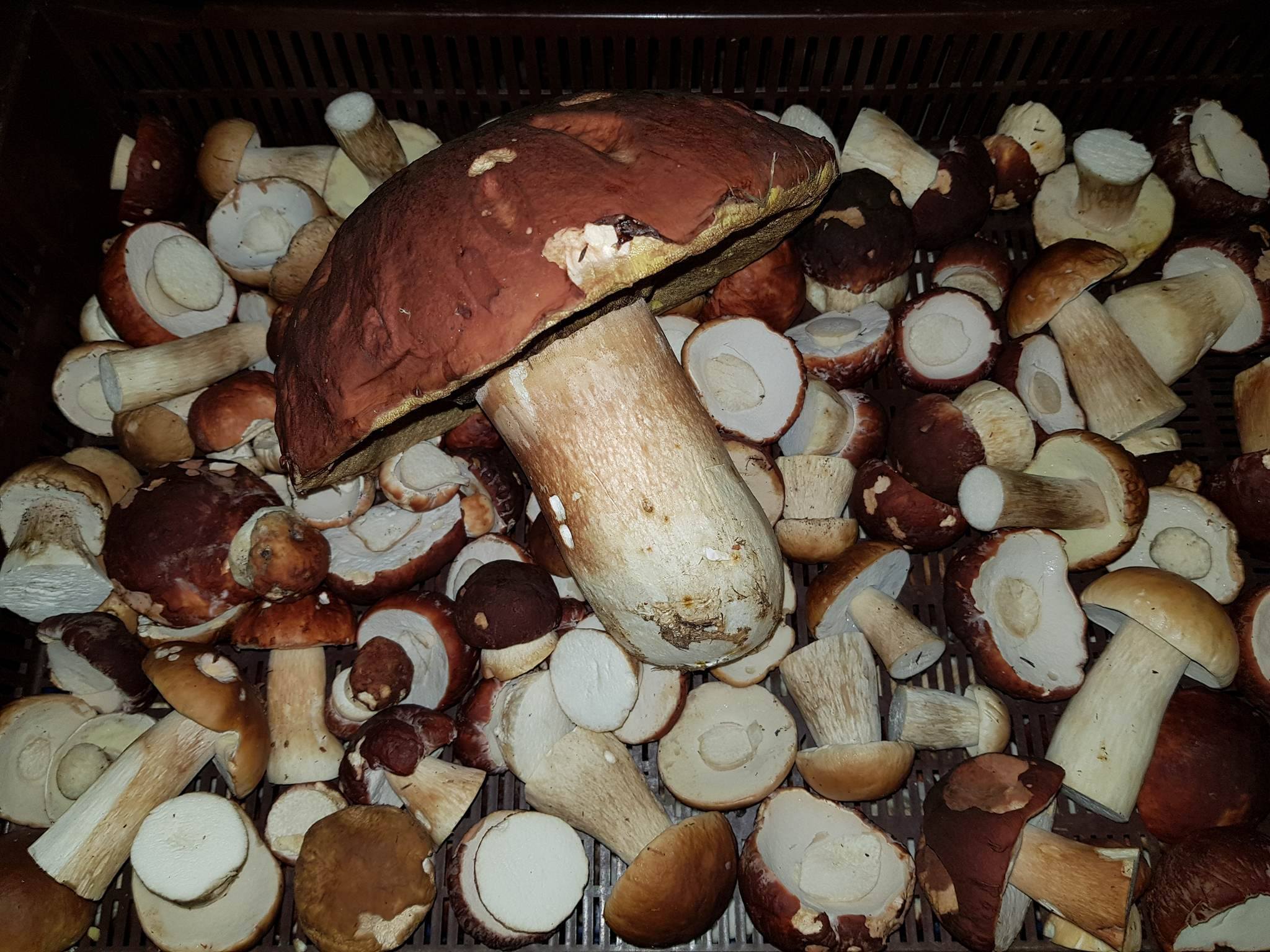 FOTO: Latvijā atrasta MILZU baravika - tās svars ir gandrīz 1 kilograms!