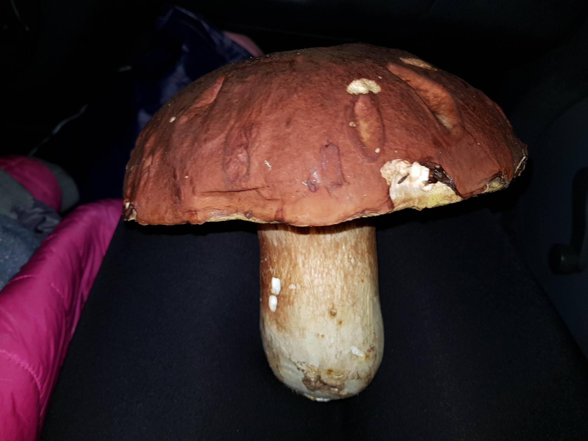 FOTO: Latvijā atrasta MILZU baravika - tās svars ir gandrīz 1 kilograms!